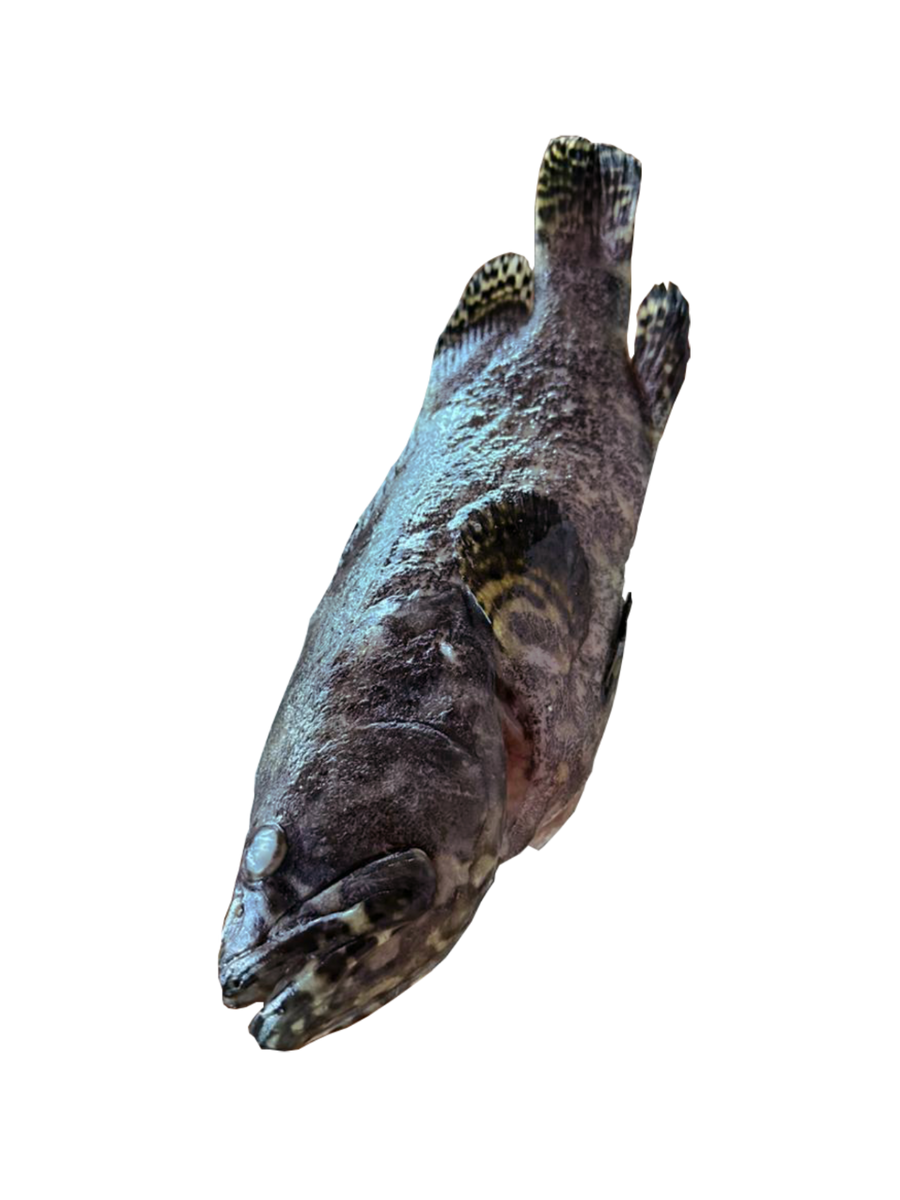 (BUY 2 @RM116.88) FROZEN CLEANED DRAGON TIGER GROUPER L (PULAU KETAM ...