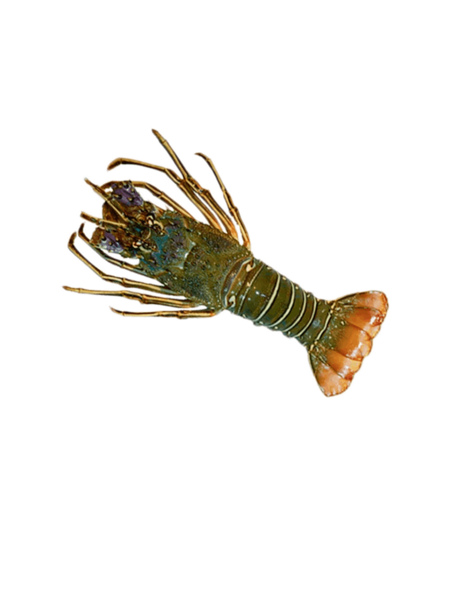 FROZEN GREEN LOBSTER 300/500G EACH – Village Grocer - M City