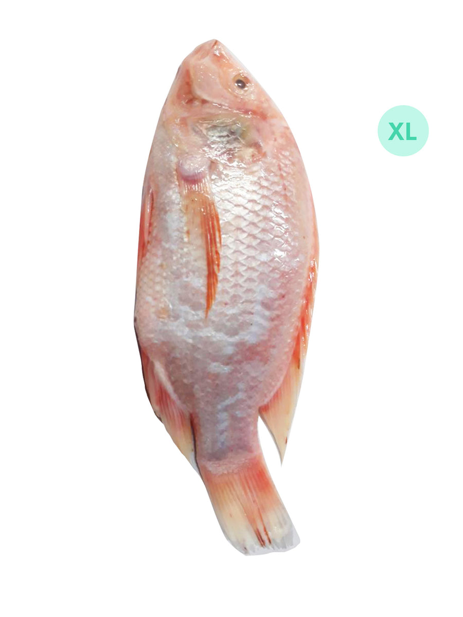 IKAN TILAPIA MERAH/RED TELAPIA XL +/-1KG – Village Grocer - M City
