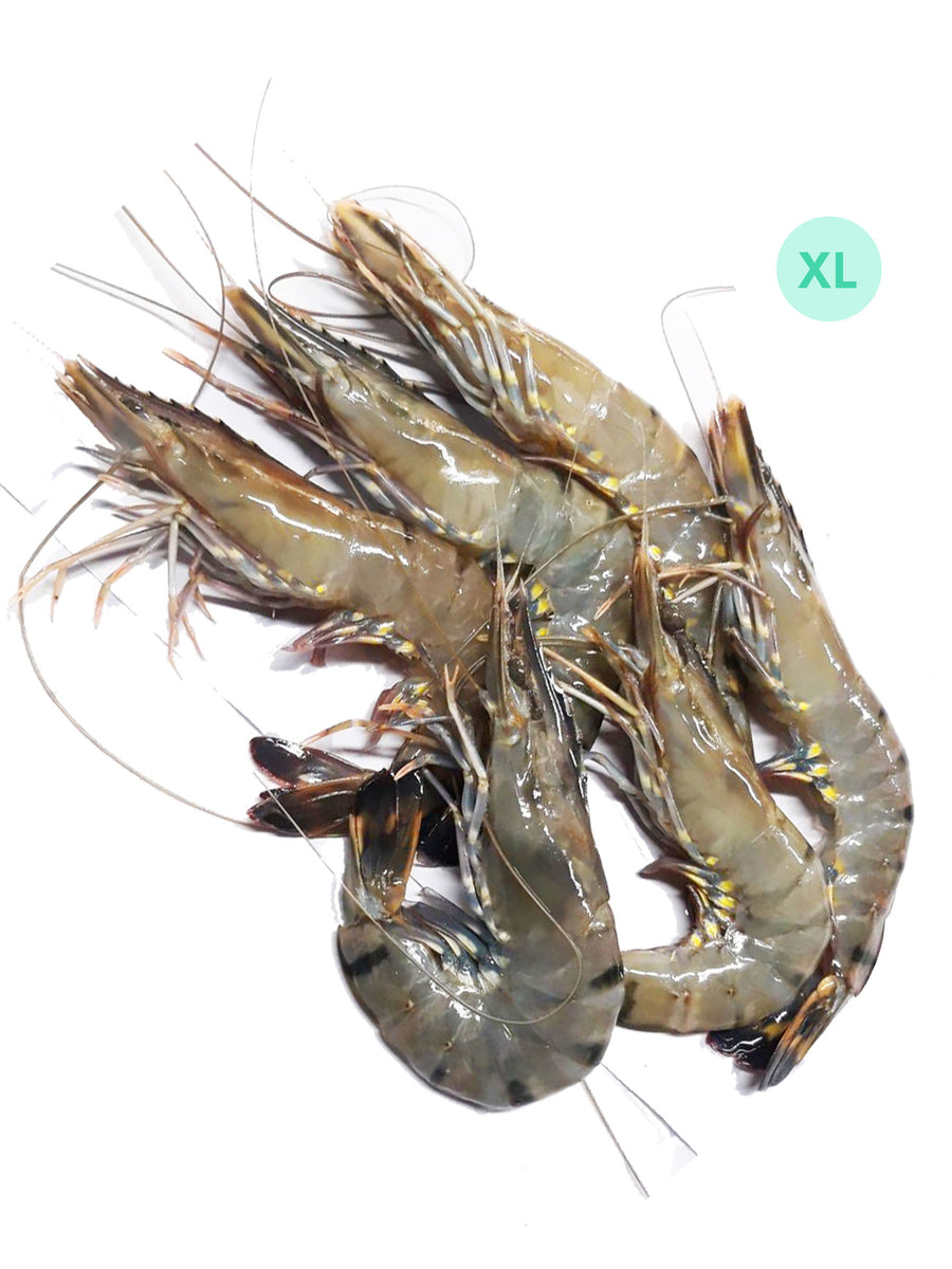 UDANG HARIMAU/TIGER PRAWN XL (+/-1KG) – Village Grocer - M City