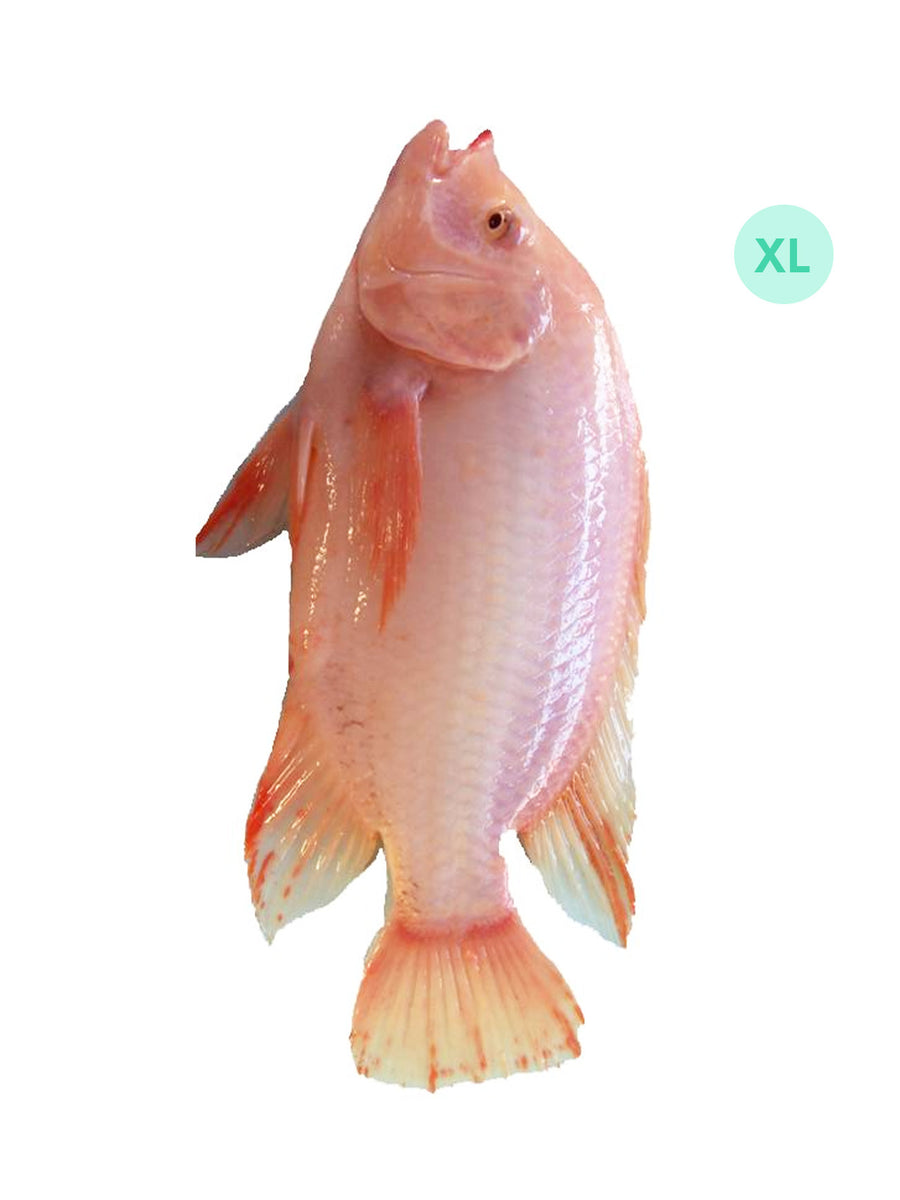IKAN TILAPIA MERAH/RED TELAPIA XL +/-1KG – Village Grocer - M City